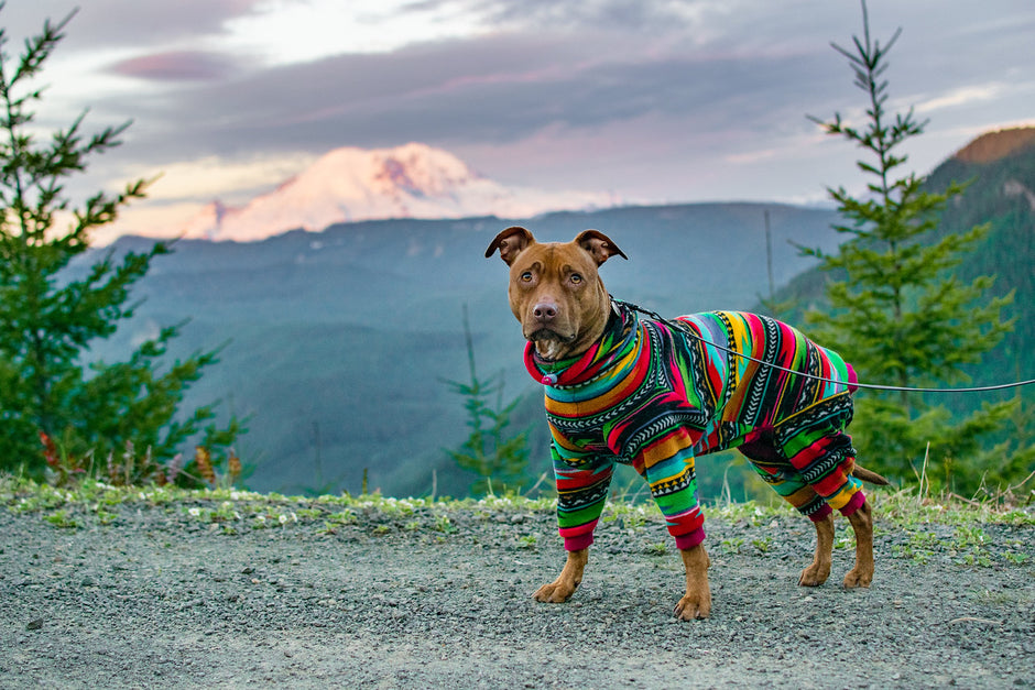 ThreadzNTails | Custom Made Dog Clothing